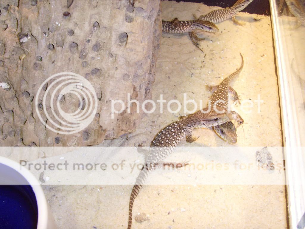 Baby Bosc Monitors (Varanus exanthematicus) | Reptile Forums
