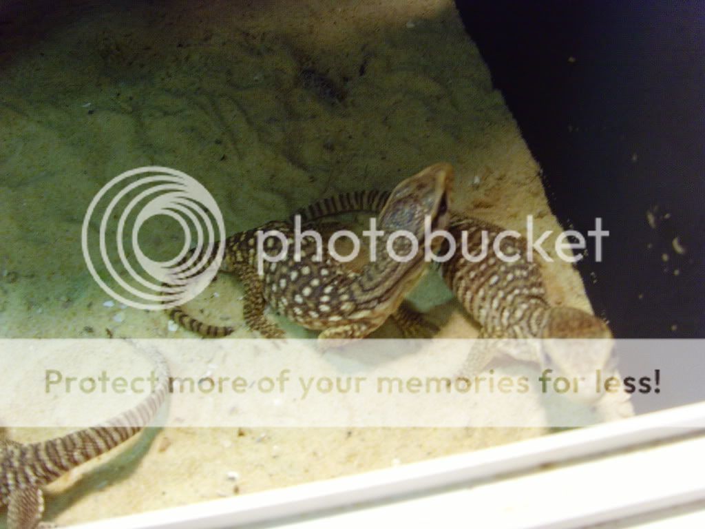 Baby Bosc Monitors (Varanus exanthematicus) | Reptile Forums