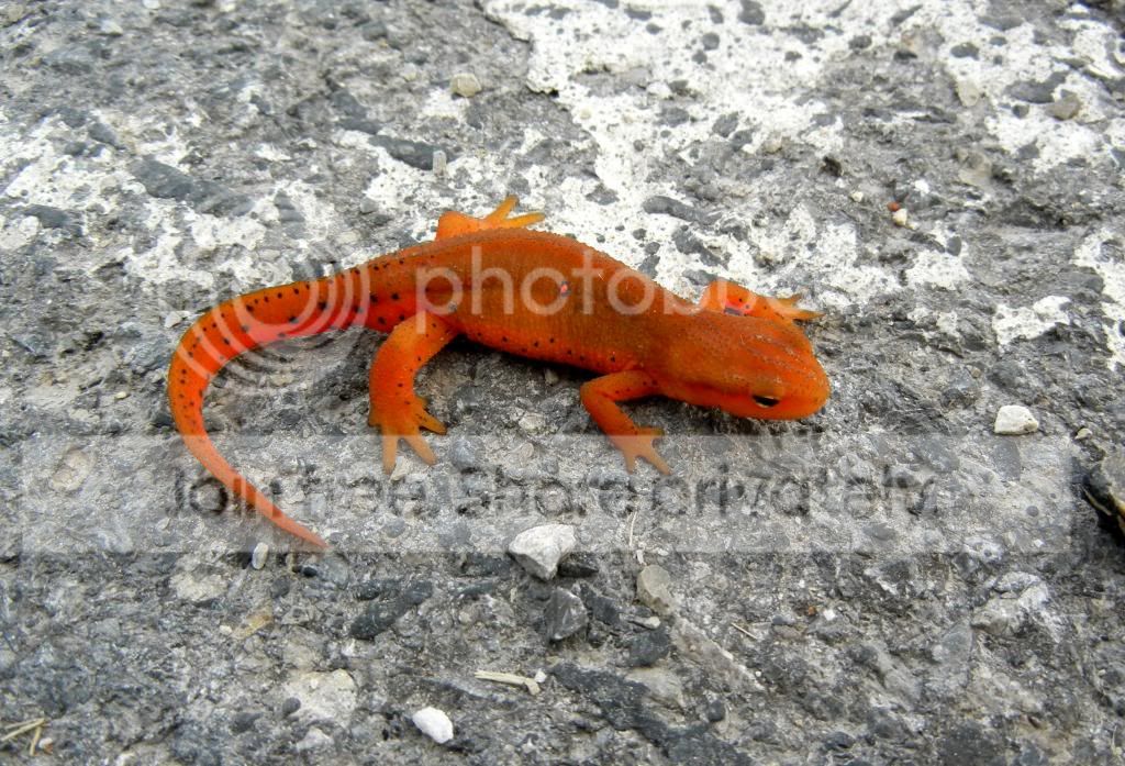 2012 EOY Salamander Report - PA and NJ - Field Herp Forum