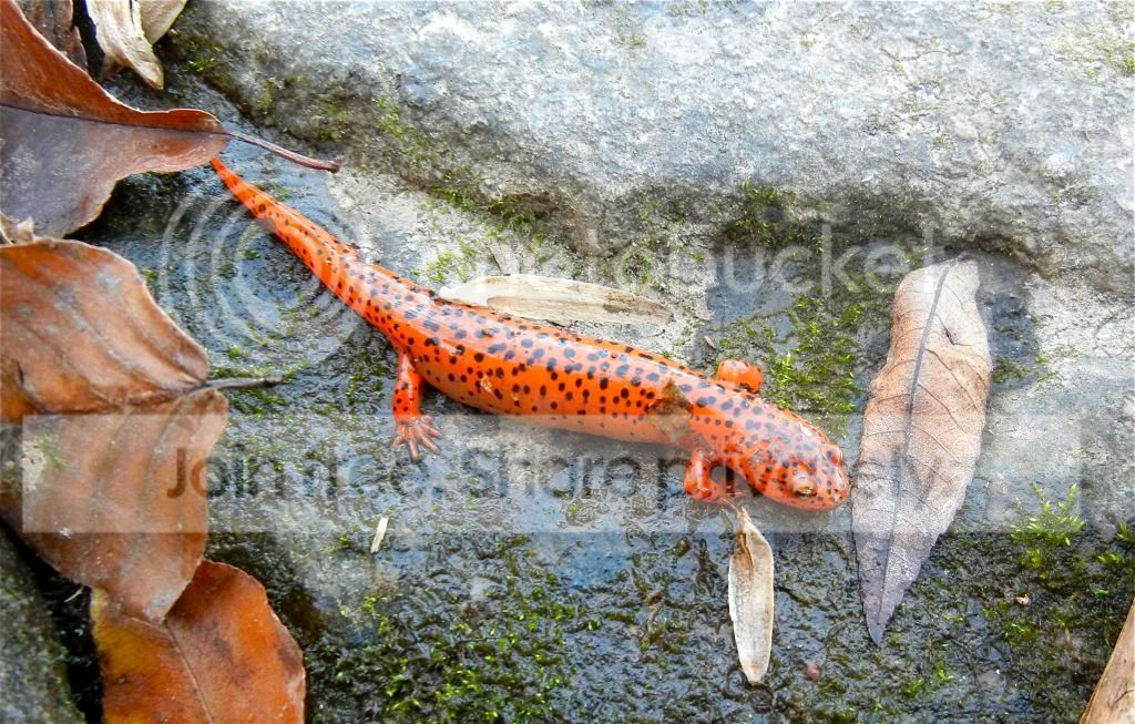 2012 EOY Salamander Report - PA and NJ - Field Herp Forum